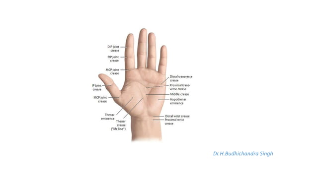 Gross anatomy of the hand with diagrams.pptx | Death, Injury, or ...