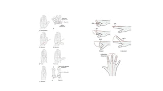 Gross anatomy of the hand with diagrams.pptx