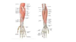 Gross anatomy of the hand with diagrams.pptx