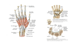 Gross anatomy of the hand with diagrams.pptx