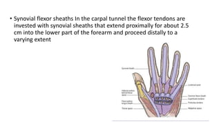 Gross anatomy of the hand with diagrams.pptx