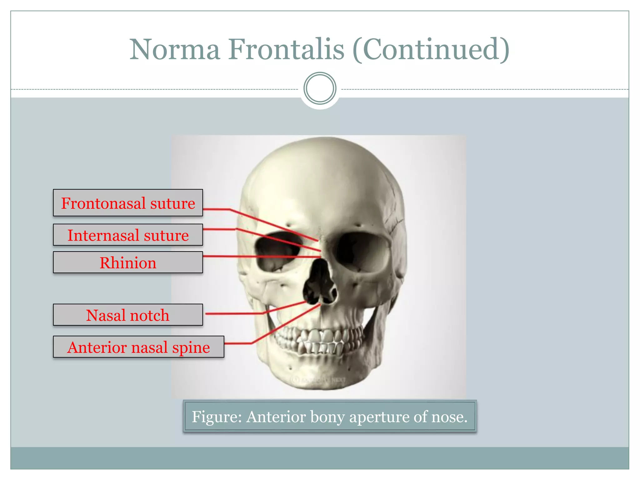 Anatomy head and neck(norma frontalis) | PDF