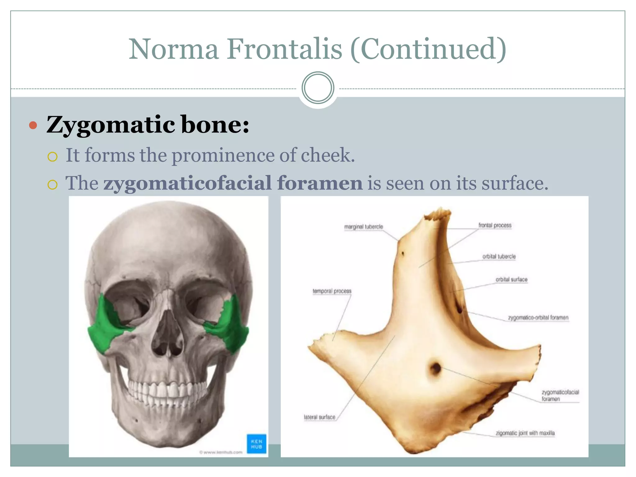 Anatomy head and neck(norma frontalis) | PDF