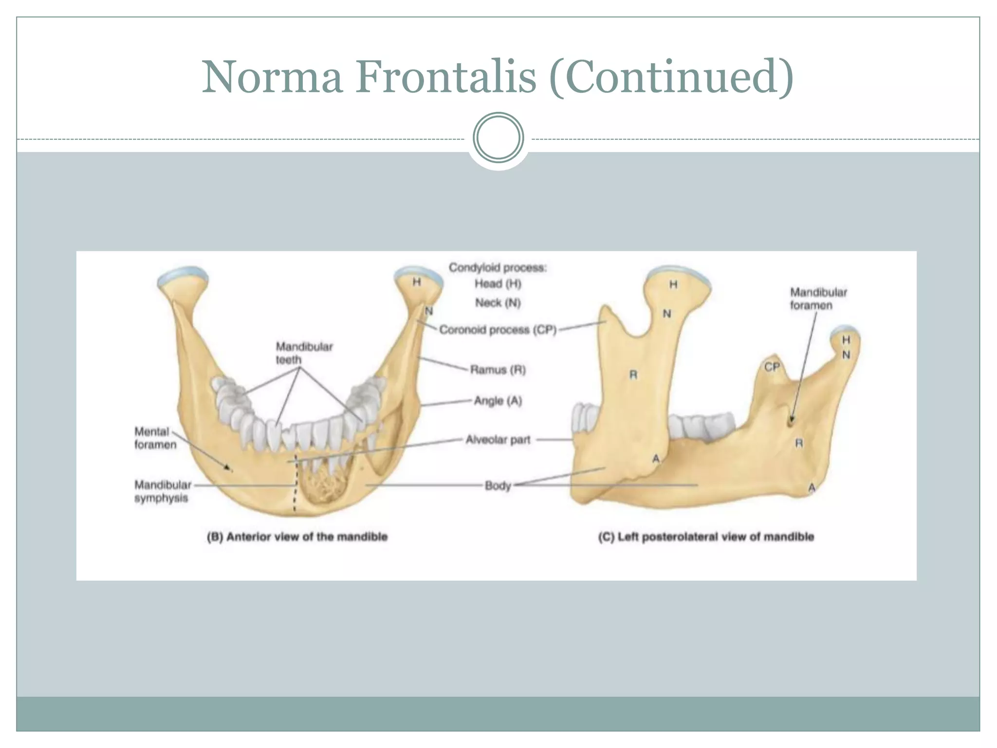 Anatomy head and neck(norma frontalis) | PDF