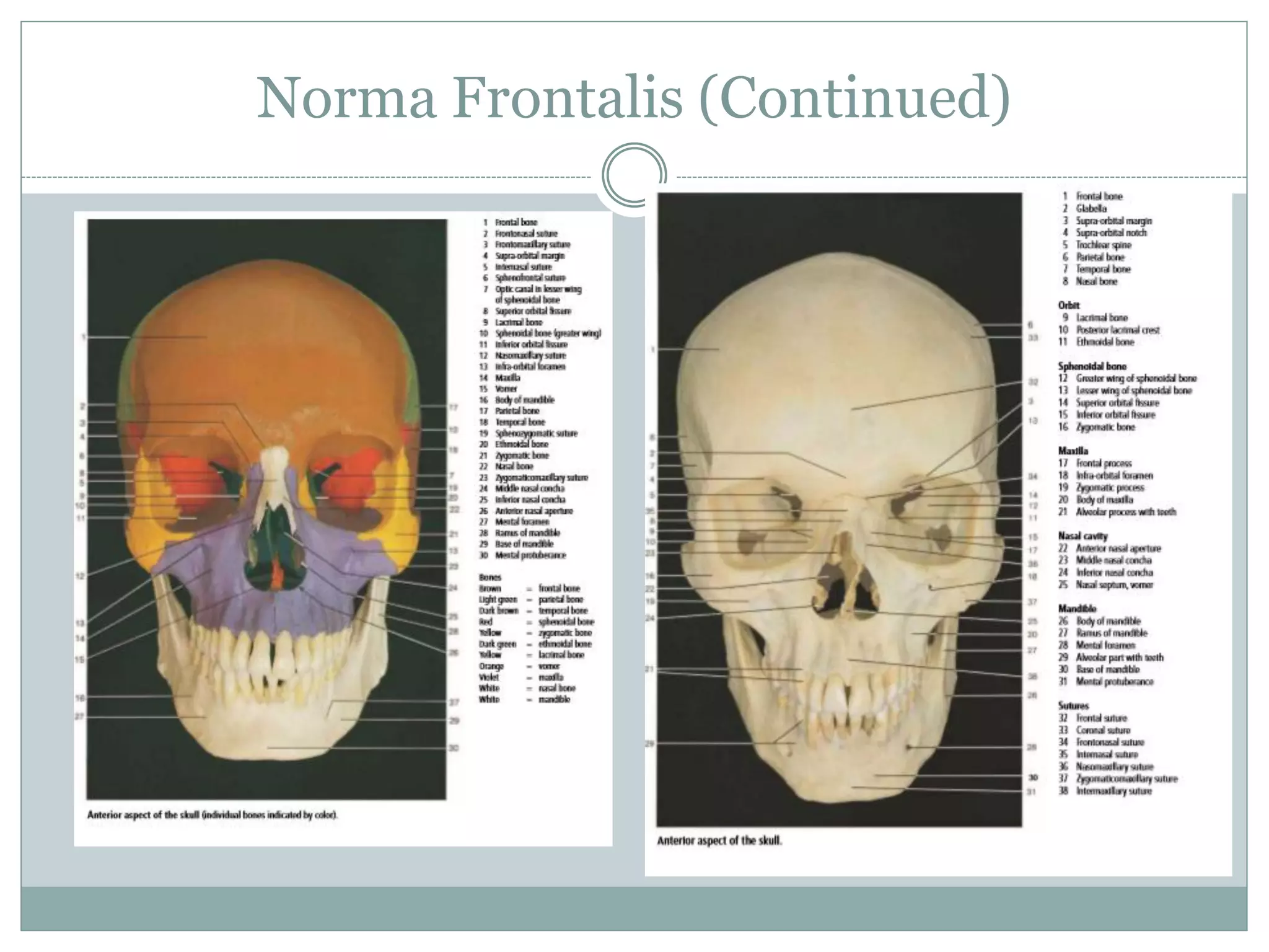 Anatomy head and neck(norma frontalis) | PDF