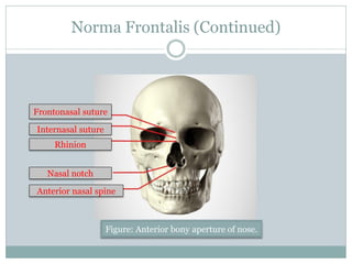 Anatomy head and neck(norma frontalis) | PDF