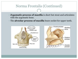 Anatomy head and neck(norma frontalis) | PDF