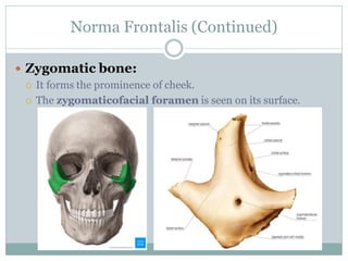 Anatomy head and neck(norma frontalis) | PDF