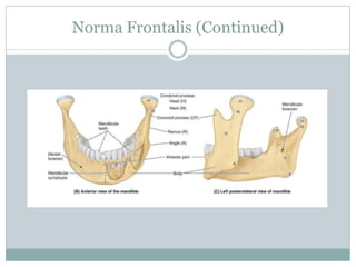 Anatomy head and neck(norma frontalis) | PDF