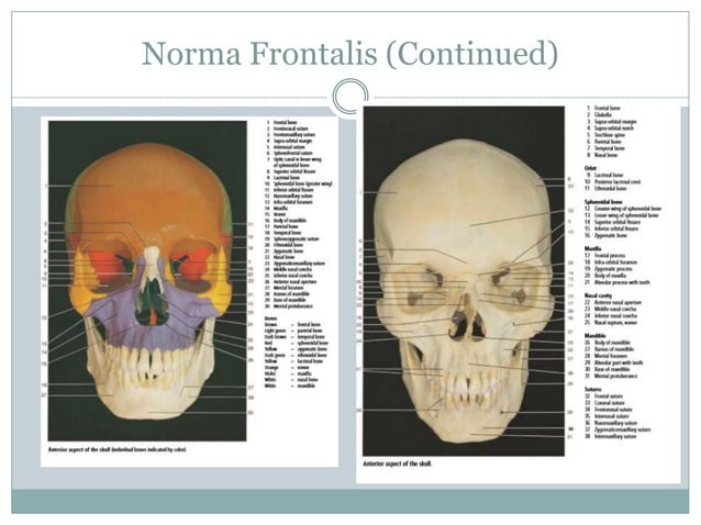 Anatomy head and neck(norma frontalis) | PDF