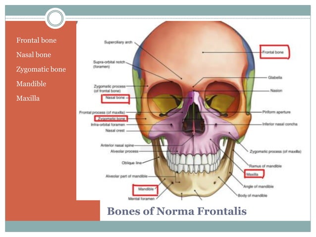 Anatomy head and neck(norma frontalis) | PDF