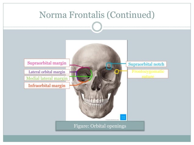 Anatomy head and neck(norma frontalis) | PDF