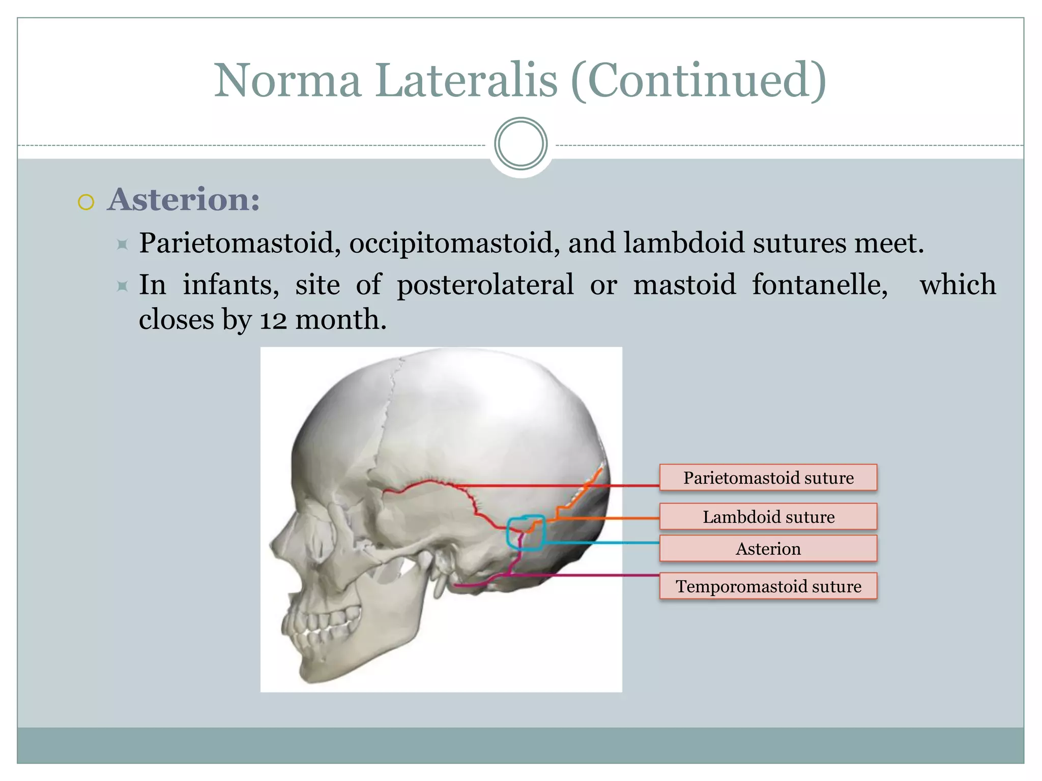 Anatomy head and neck(norma lateralis) | PDF