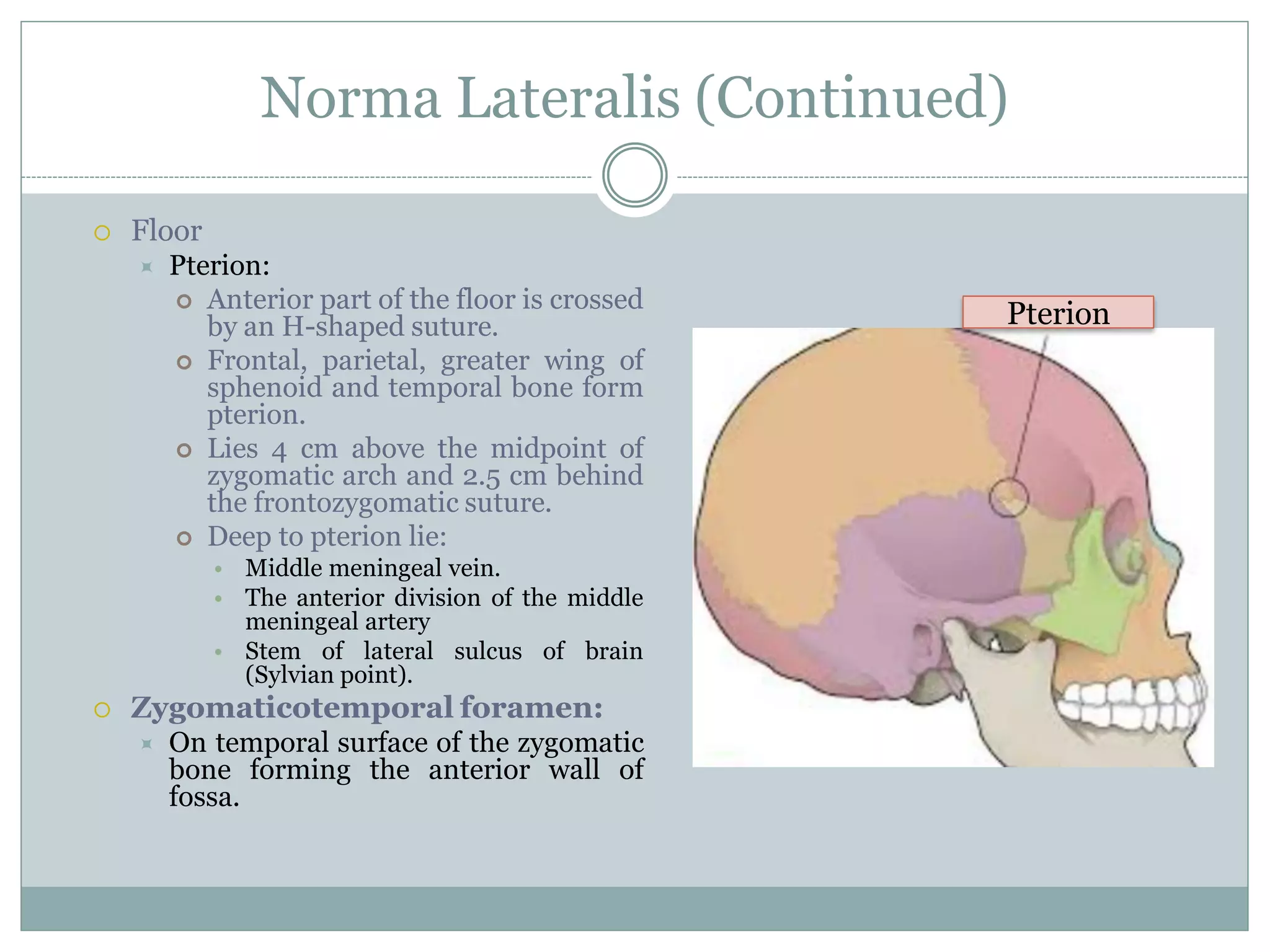 Anatomy head and neck(norma lateralis) | PDF