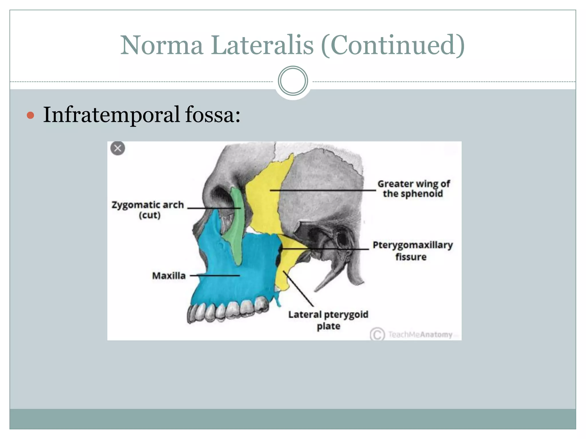 Anatomy head and neck(norma lateralis) | PDF