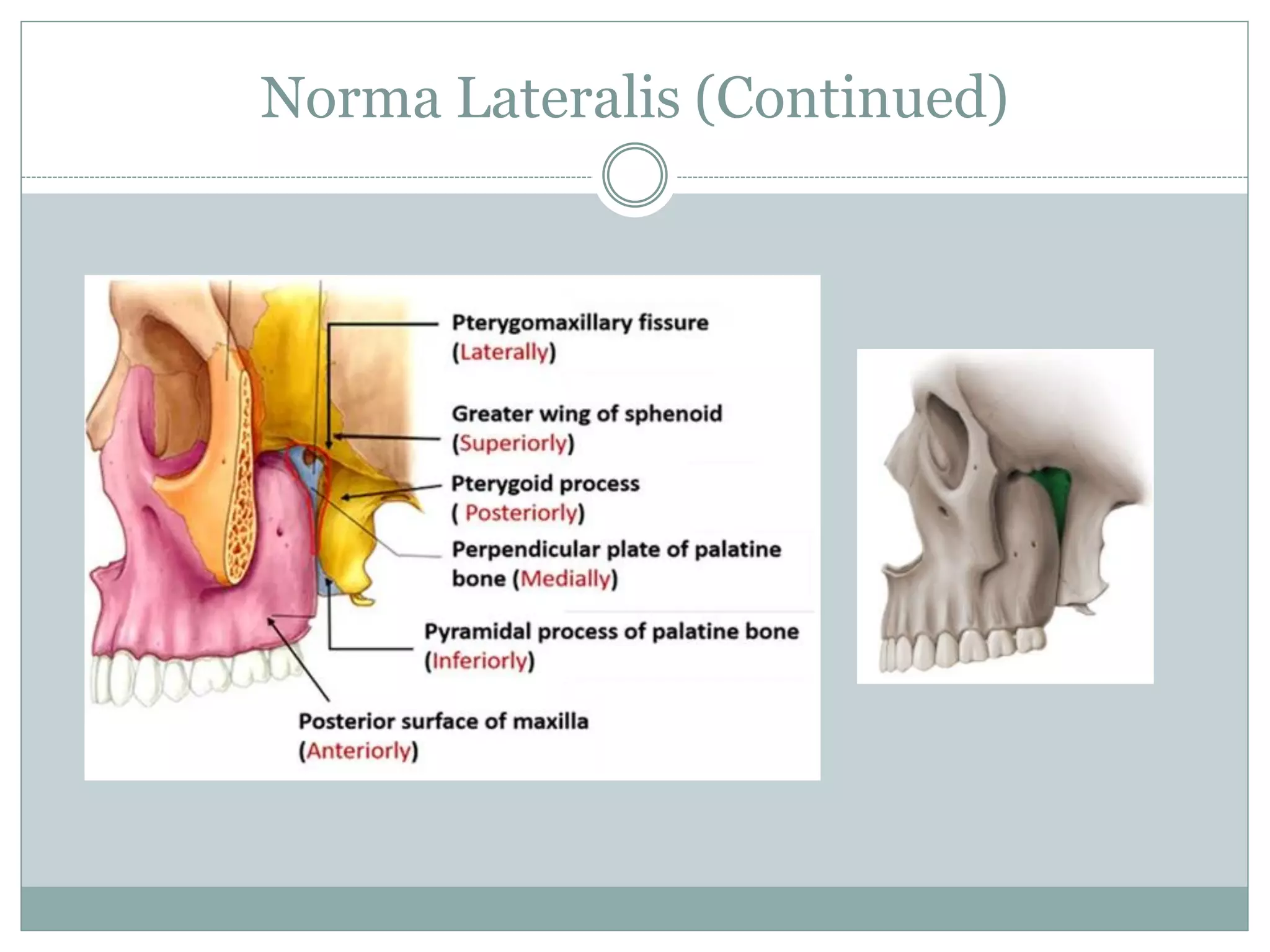 Anatomy head and neck(norma lateralis) | PDF