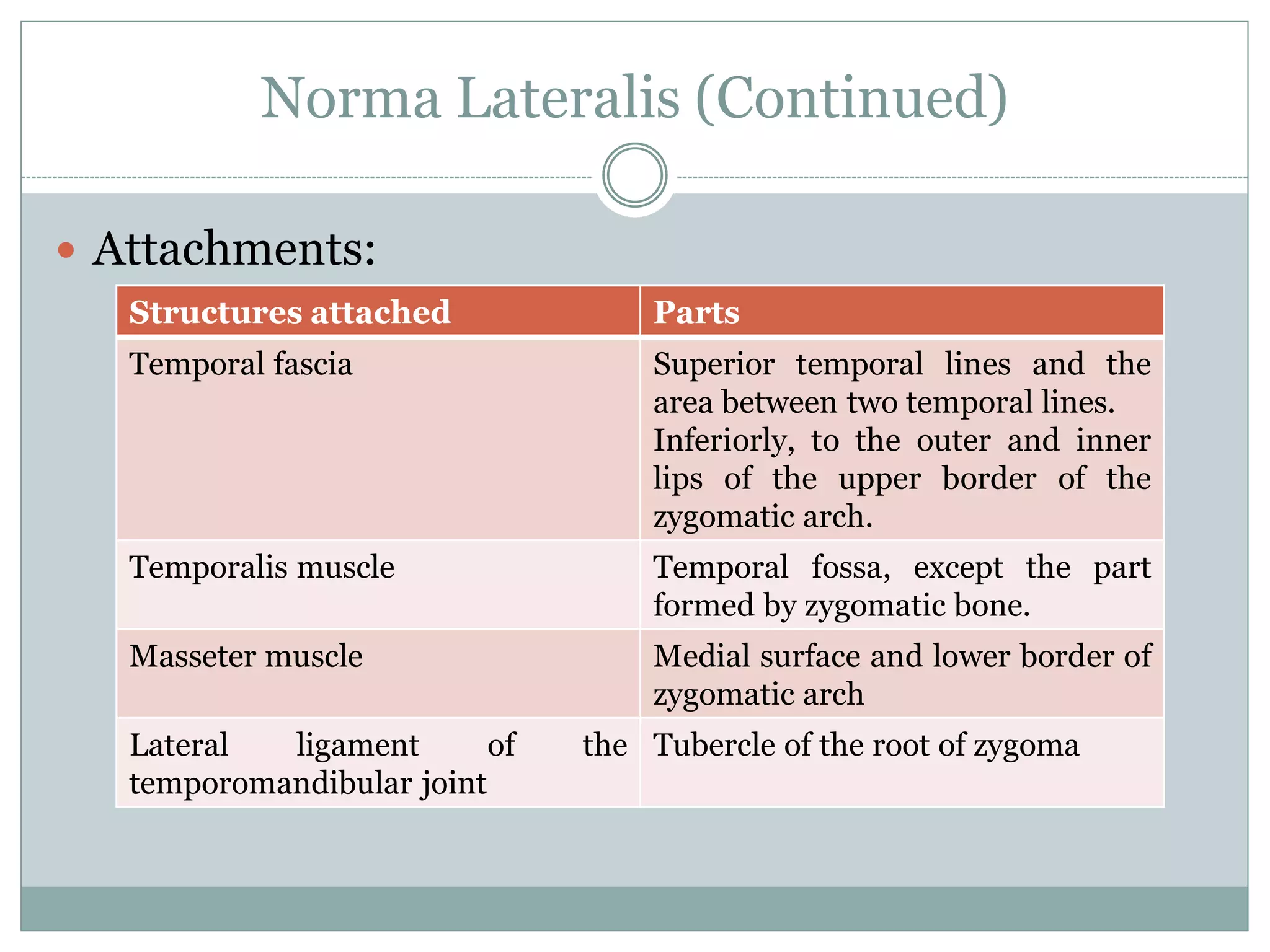 Anatomy head and neck(norma lateralis) | PDF