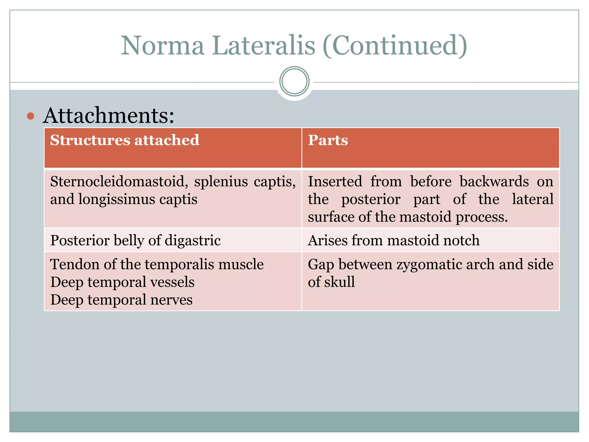 Anatomy head and neck(norma lateralis) | PDF