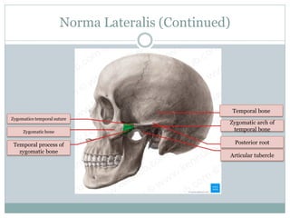 Anatomy head and neck(norma lateralis) | PDF