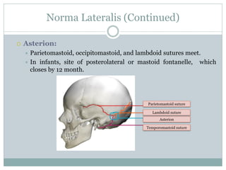 Anatomy head and neck(norma lateralis) | PDF