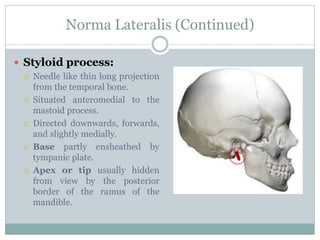 Anatomy head and neck(norma lateralis) | PDF