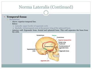 Anatomy head and neck(norma lateralis) | PDF