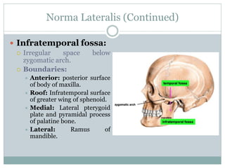 Anatomy head and neck(norma lateralis) | PDF