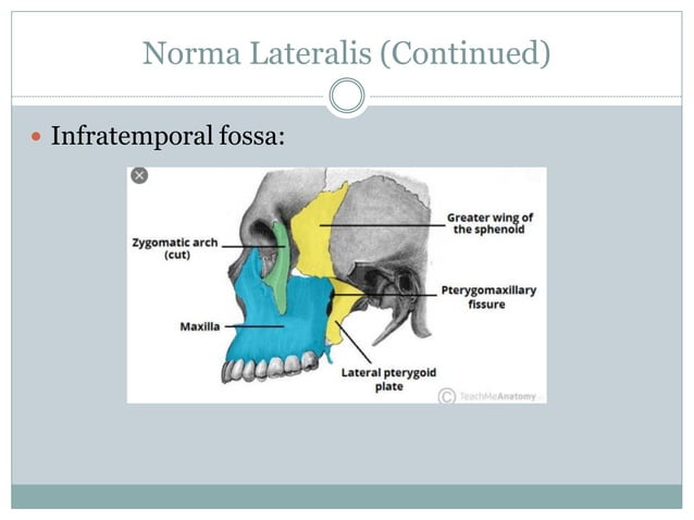 Anatomy head and neck(norma lateralis) | PDF | Death, Injury, or ...