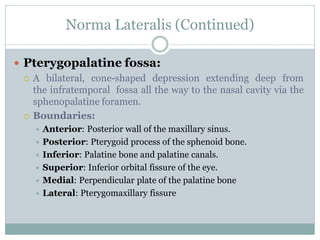 Anatomy head and neck(norma lateralis) | PDF