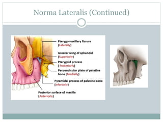 Anatomy head and neck(norma lateralis) | PDF