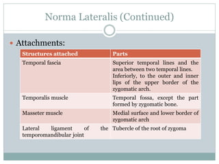 Anatomy head and neck(norma lateralis) | PDF