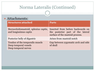 Anatomy head and neck(norma lateralis) | PDF