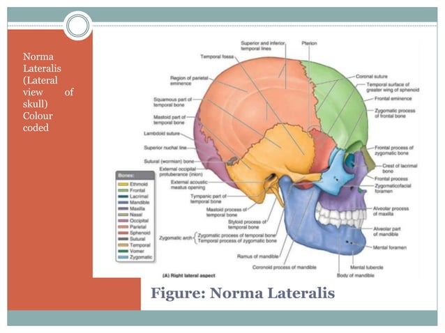 Anatomy head and neck(norma lateralis) | PDF | Death, Injury, or ...