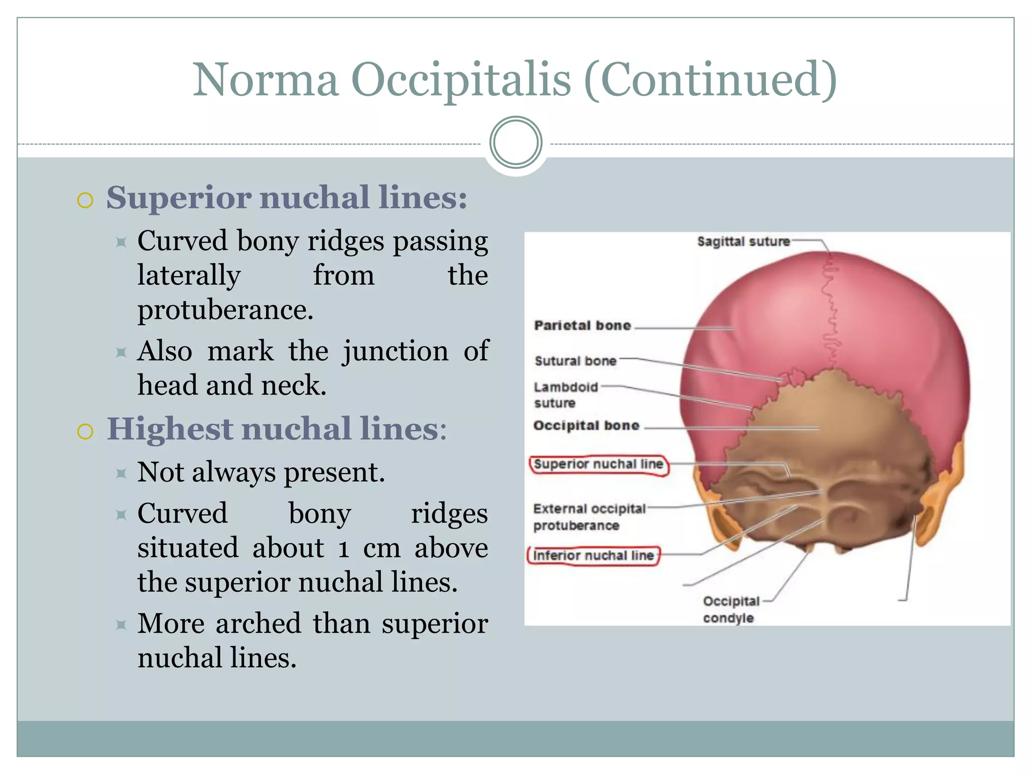 Anatomy head and neck (norma occipitalis) pptx | PDF