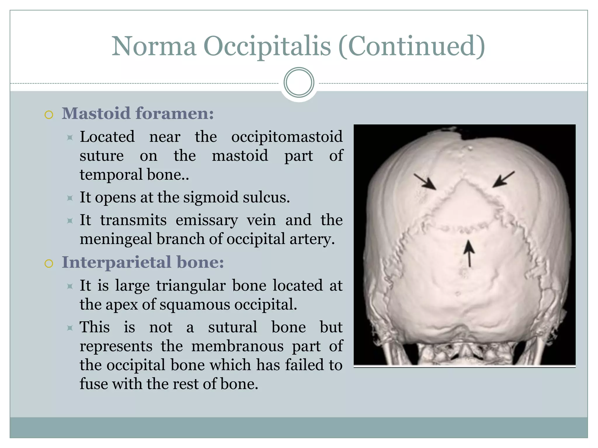 Anatomy head and neck (norma occipitalis) pptx | PDF