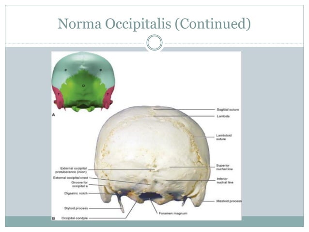 Anatomy head and neck (norma occipitalis) pptx | PDF