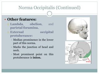 Anatomy head and neck (norma occipitalis) pptx | PDF
