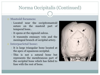 Anatomy head and neck (norma occipitalis) pptx | PDF