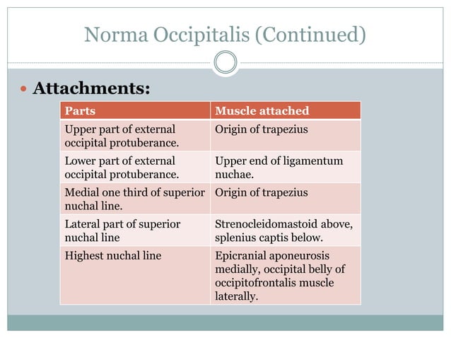 Anatomy head and neck (norma occipitalis) pptx | PDF
