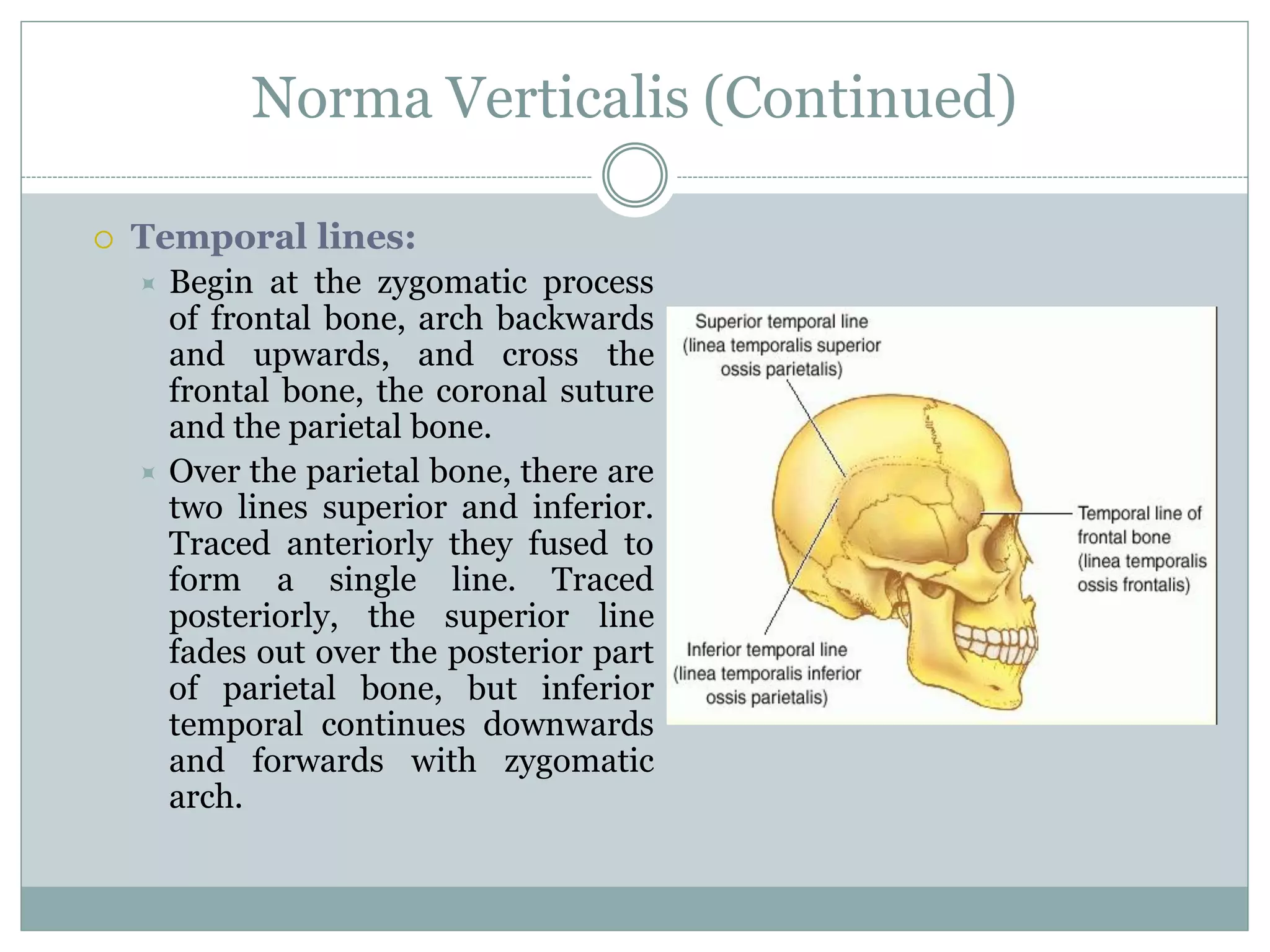 Anatomy head and neck (norma verticalis) | PDF