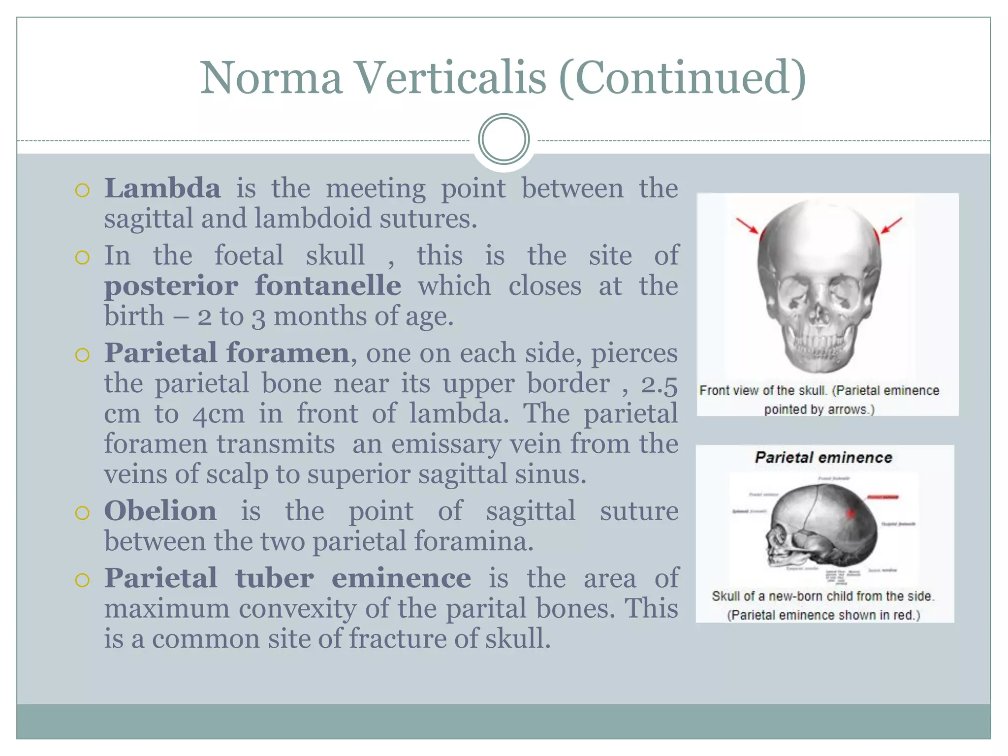Anatomy head and neck (norma verticalis) | PDF