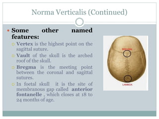 Anatomy head and neck (norma verticalis) | PDF