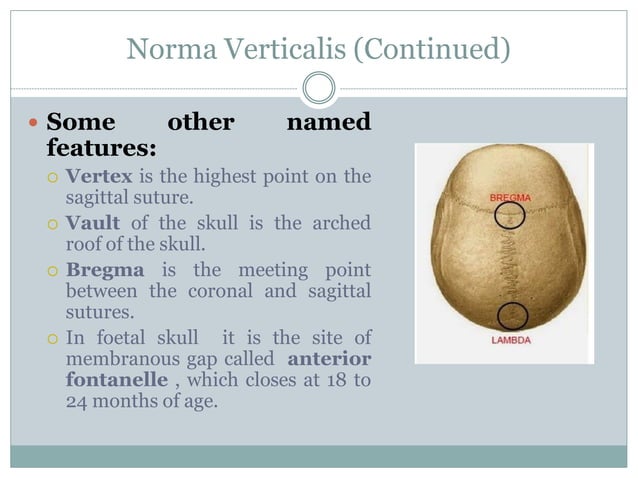 Anatomy head and neck (norma verticalis) | PDF