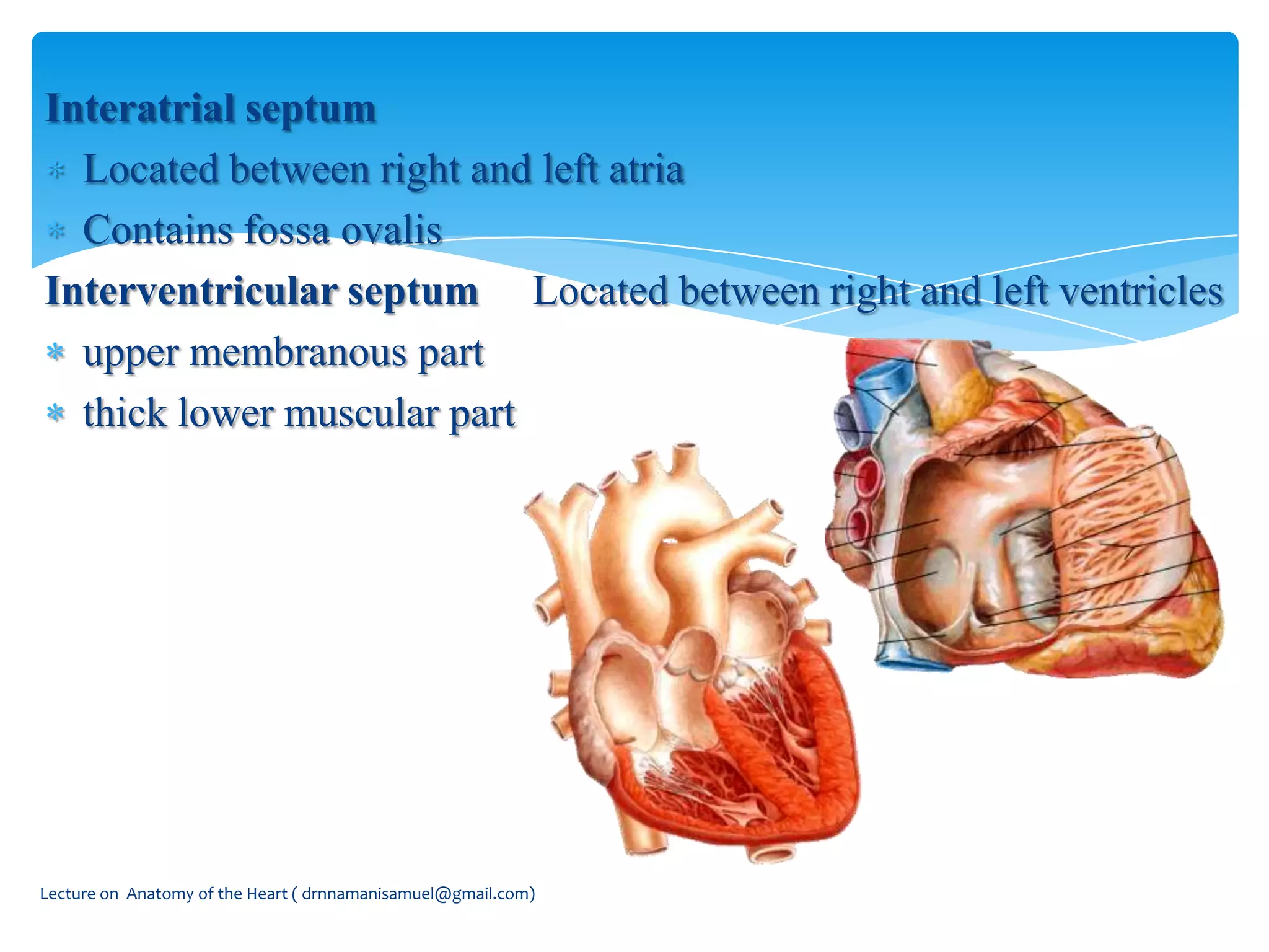 Anatomy of the Heart | PPTX