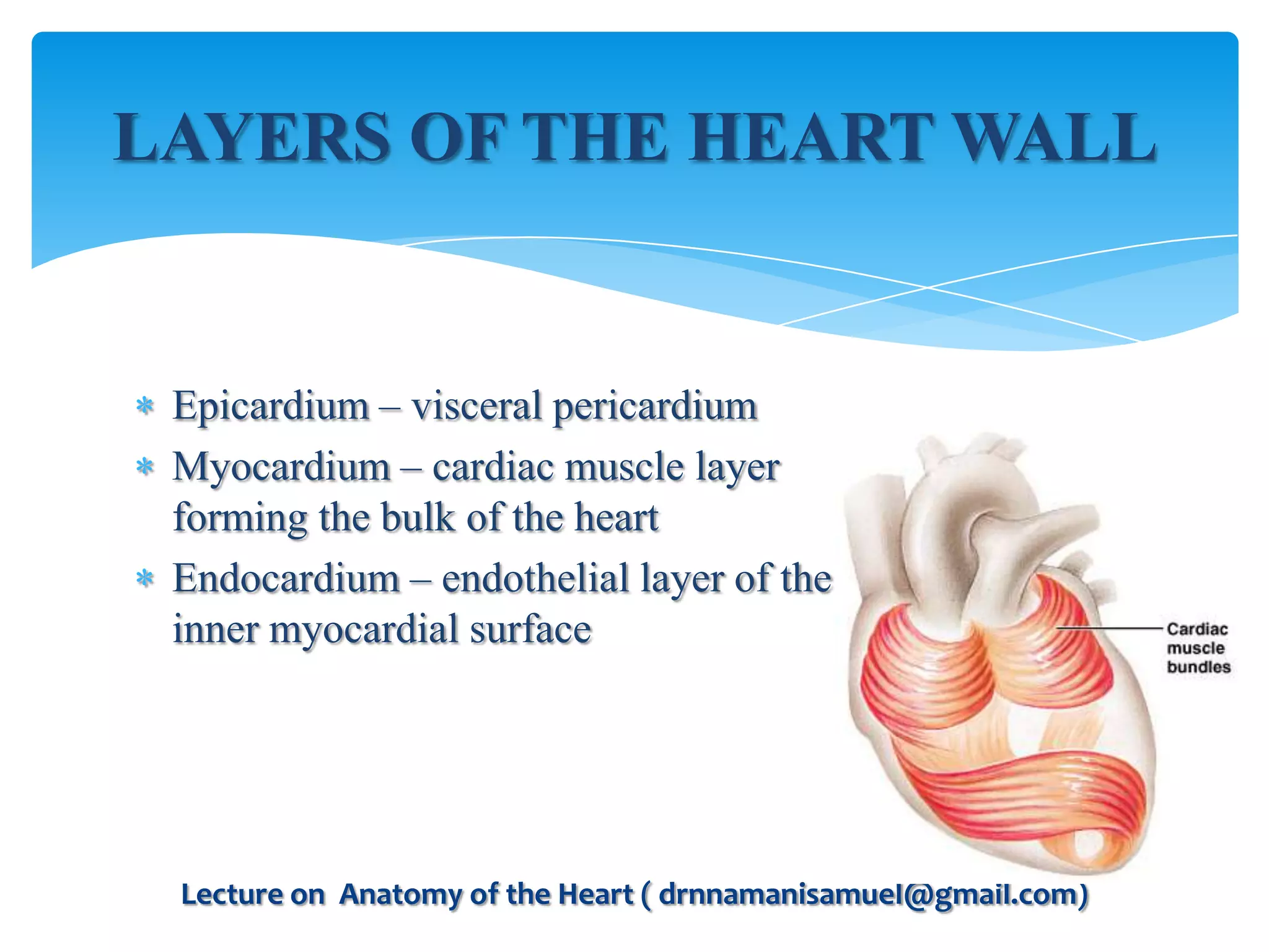 Anatomy of the Heart | PPTX