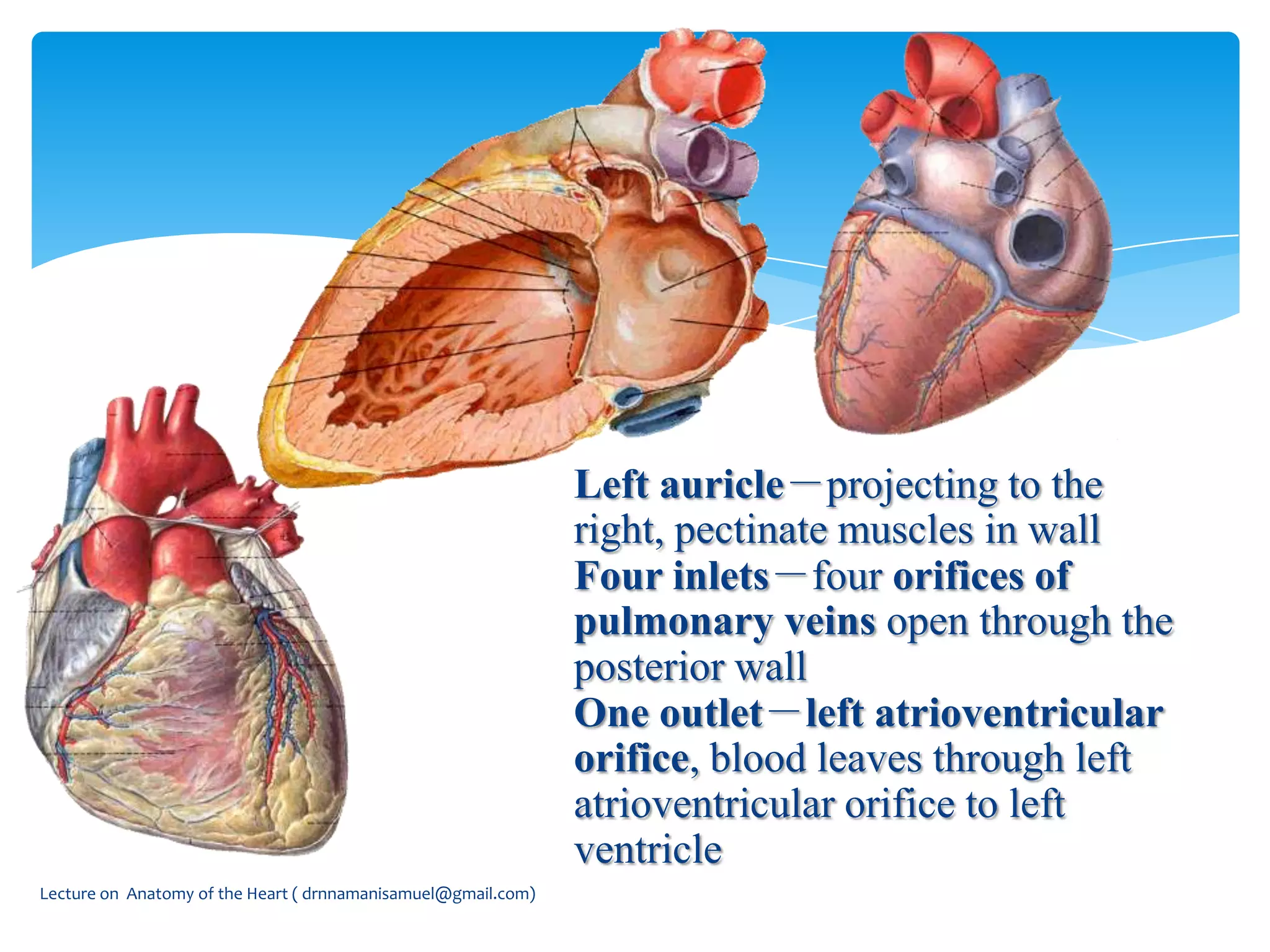 Anatomy of the Heart | PPTX