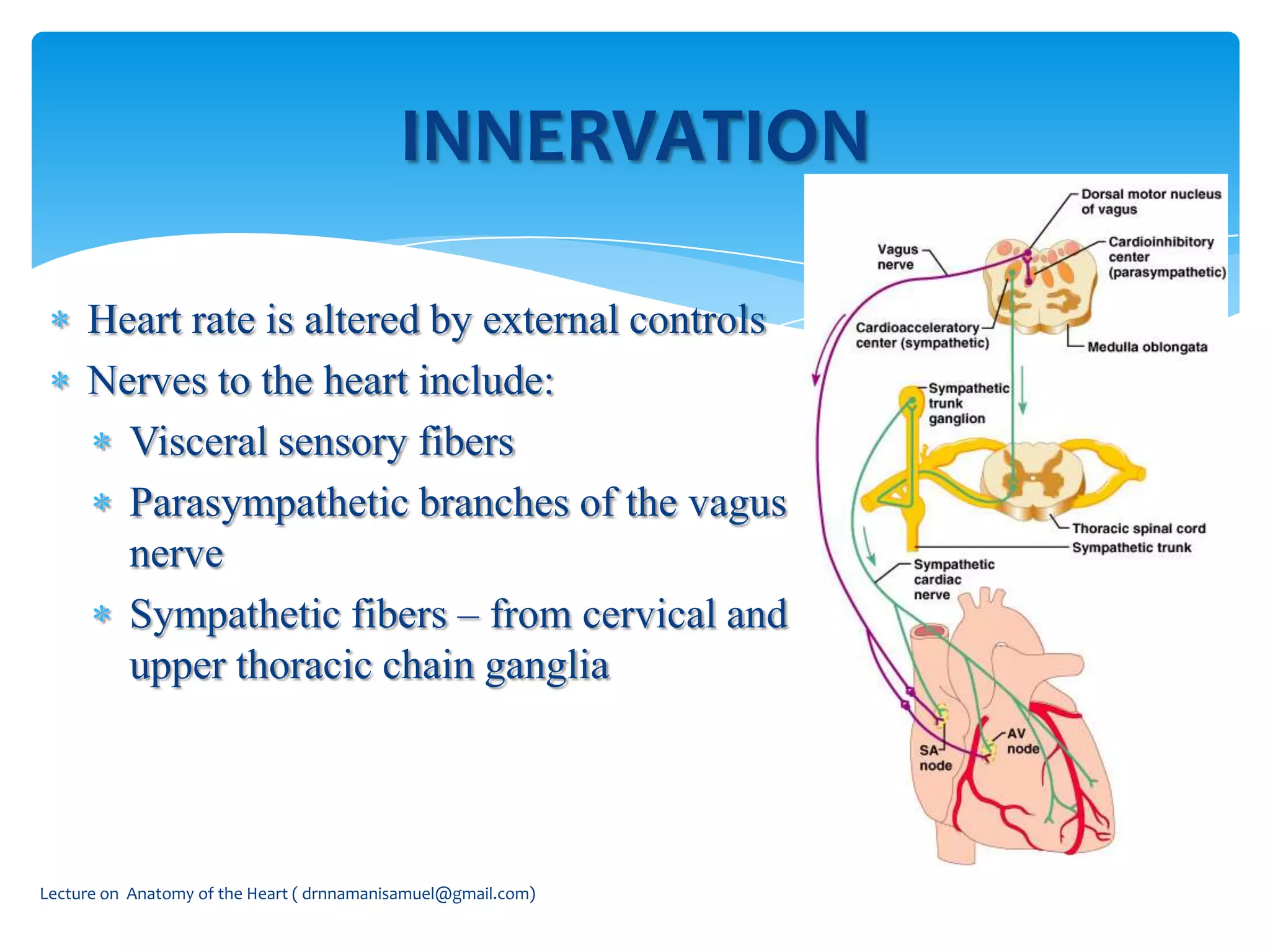 Anatomy of the Heart | PPTX