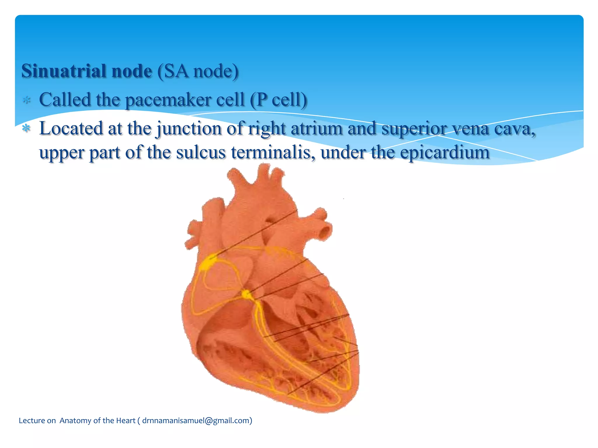 Anatomy of the Heart | PPTX