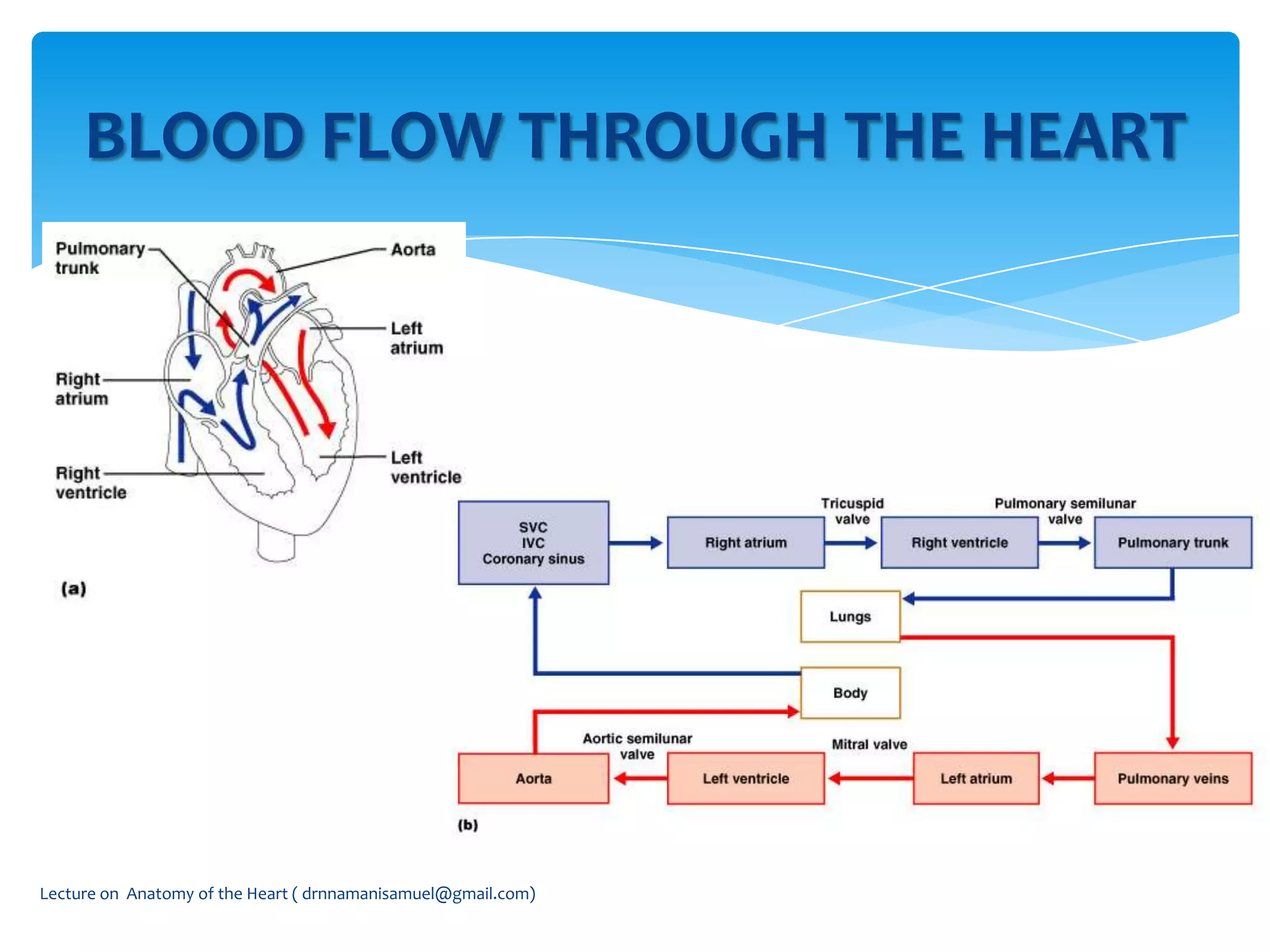 Anatomy of the Heart | PPTX