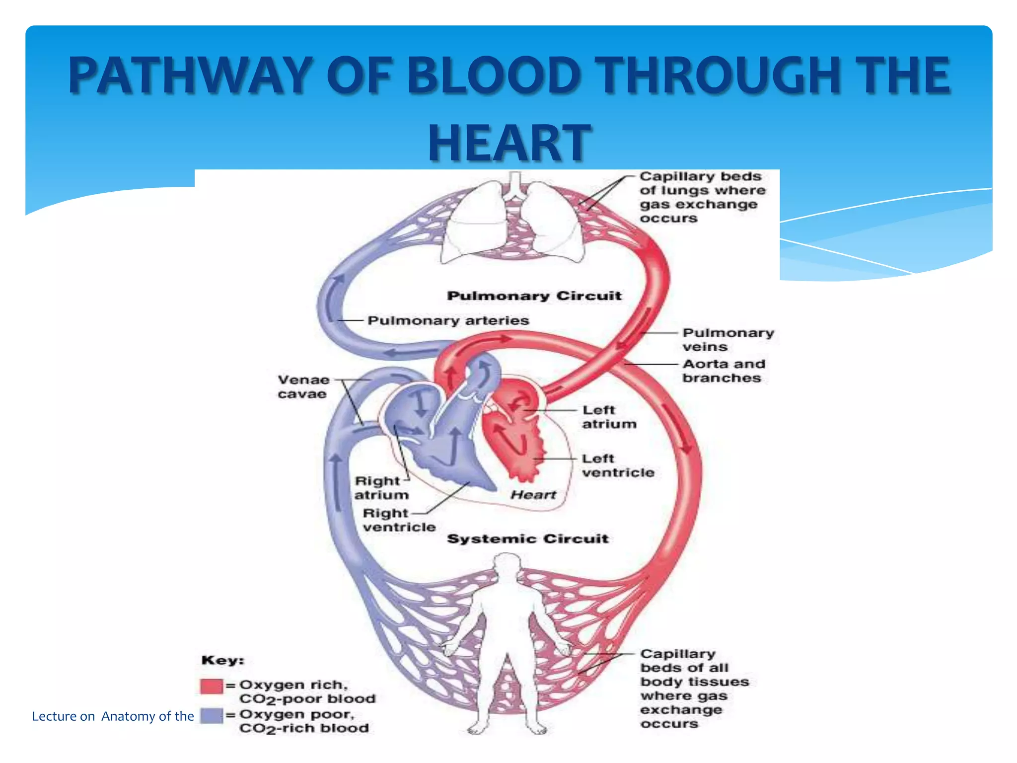 Anatomy of the Heart | PPTX